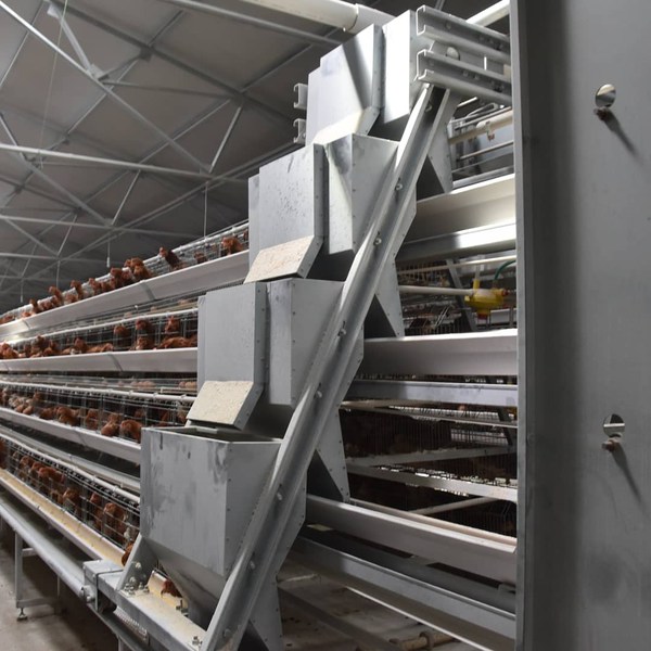 Poultry Battery Cage System | Hot Chicken Farming Cages on Sale