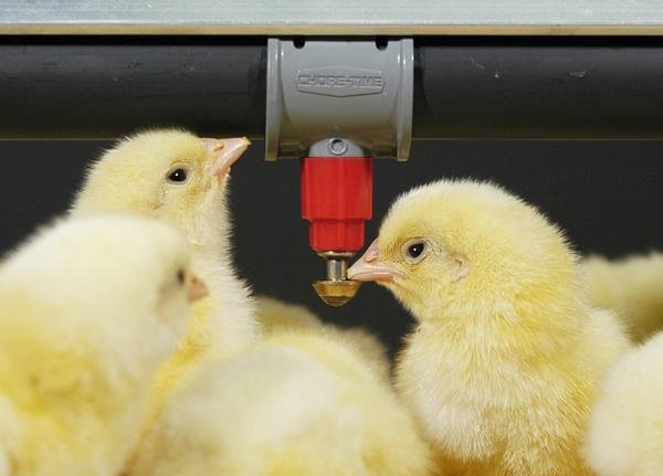 Baby Chick Battery Cage System | Livi Battery Cage Equipment