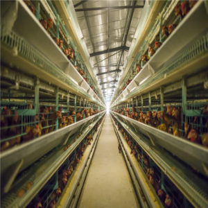 Layer Battery Cage Equipment | Great Poultry Farming Equipment On Sale