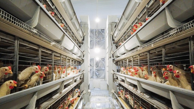 Layer Chicken Cages for Sale in Poultry Battery Cage Equipment Industry