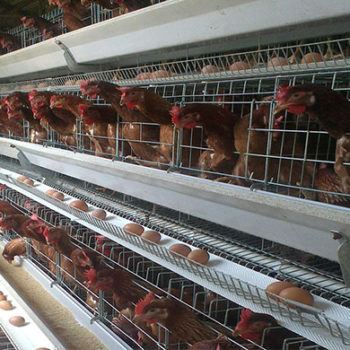 The importance of using broiler chicken battery cages to raise chickens
