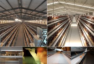 Looking to know more about poultry farming battery cage system - Livi ...