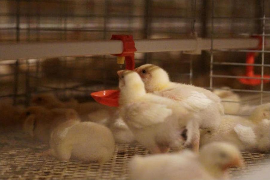 LIVI Chick Cages 4-Tier A-type Pullet Chicken Cages