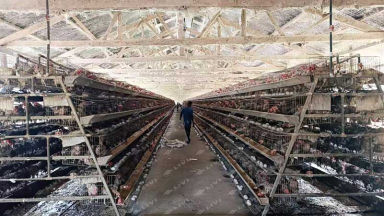 Price for 3 tier cages for 10,000 chicken layers - Livi Poultry Farming ...