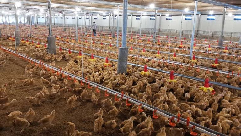 Automatic Broiler Chicken Feeding System for Poultry Breeding - Livi ...