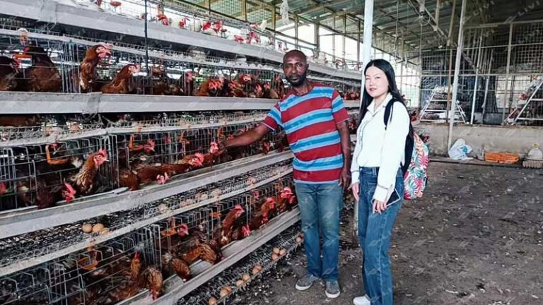chicken cage for sale in Ghana for 5000 layers poultry farm - Livi ...
