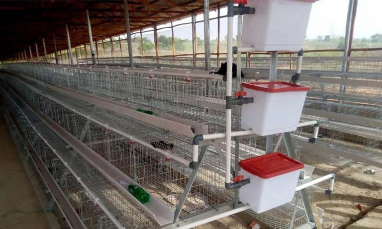 Layer chicken cage for poultry farming - Livi Poultry Farming Equipment