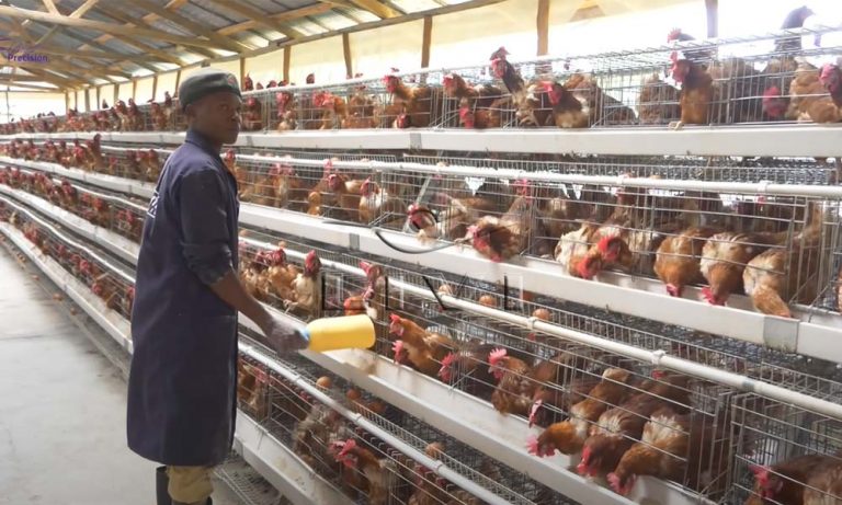 Affordable Battery Cages Production for 10,000 Chickens in Uganda ...