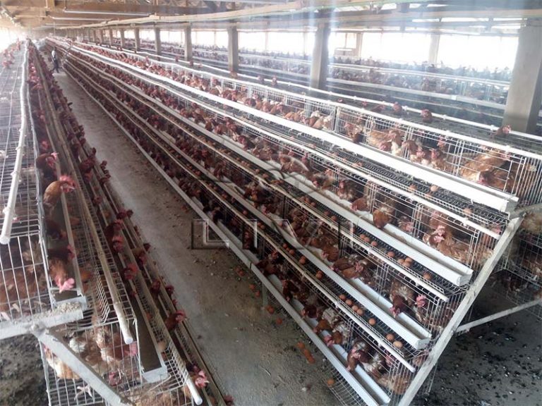 Compare the Price of Chicken Cages in Uganda Based on Bird Capacity ...