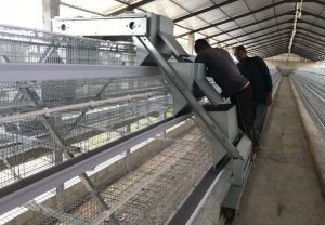 A-Shape 4-Tier Battery Cages for 20,000 Chickens - Livi Poultry Farming ...