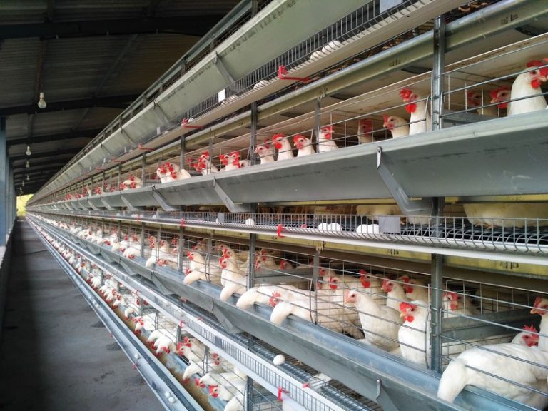 How Battery Cages for Layers Can Revolutionize Your Farm? - Livi ...