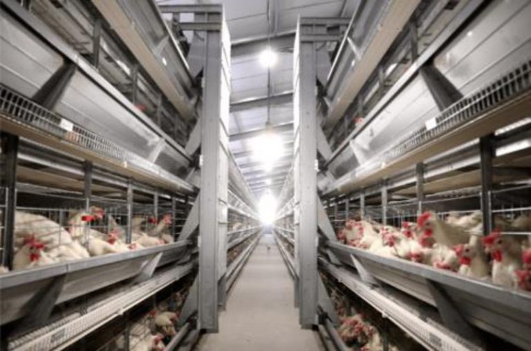 H Type 4 Tier 144 Birds Chicken Cage – Project Solution for 20,000 ...